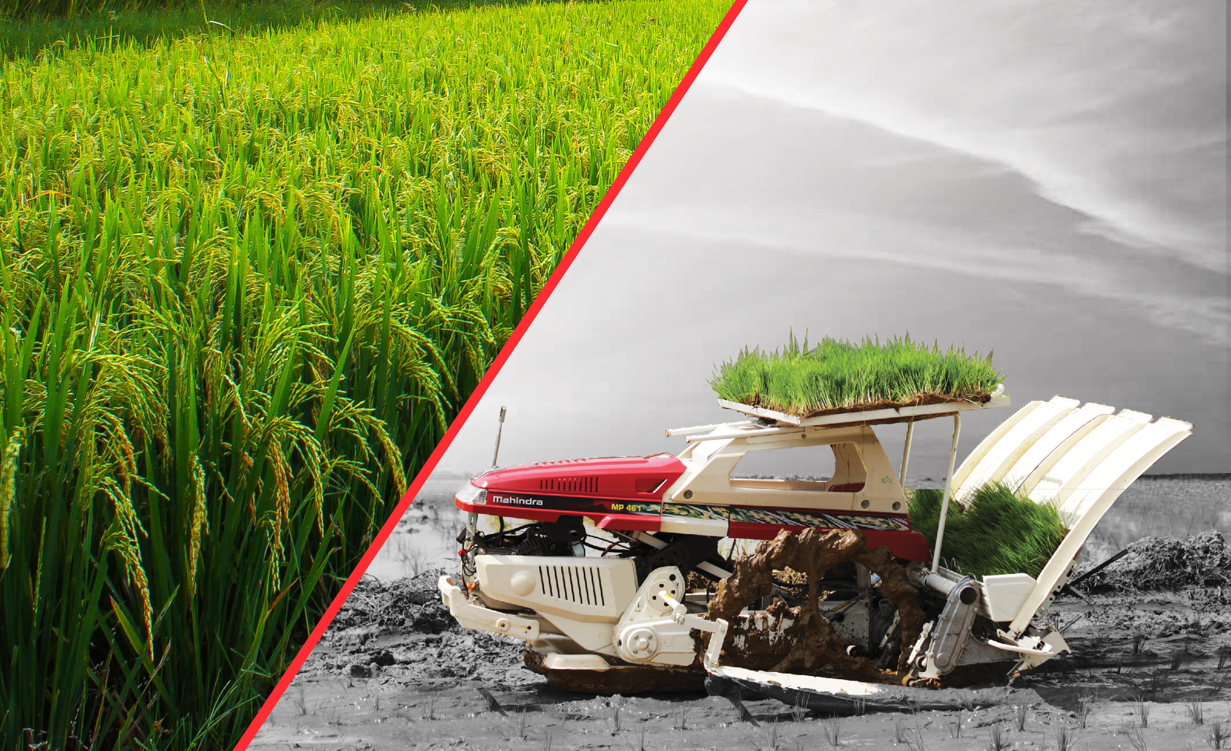 How Rice Transplanters Improve Farming Efficiency and Yields